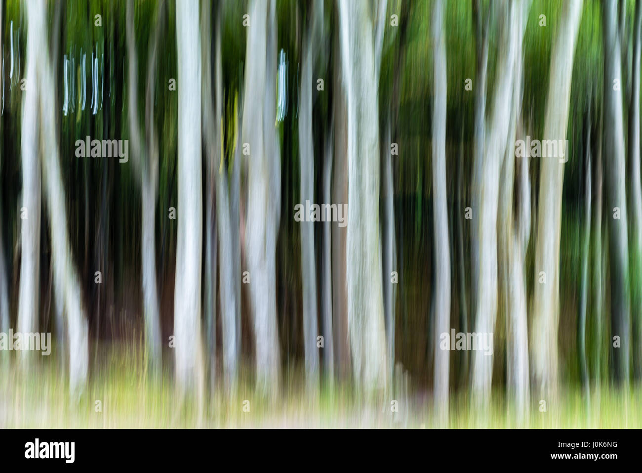 Dark, spooky wood of light tree trunks, blurred, island of Moen ...