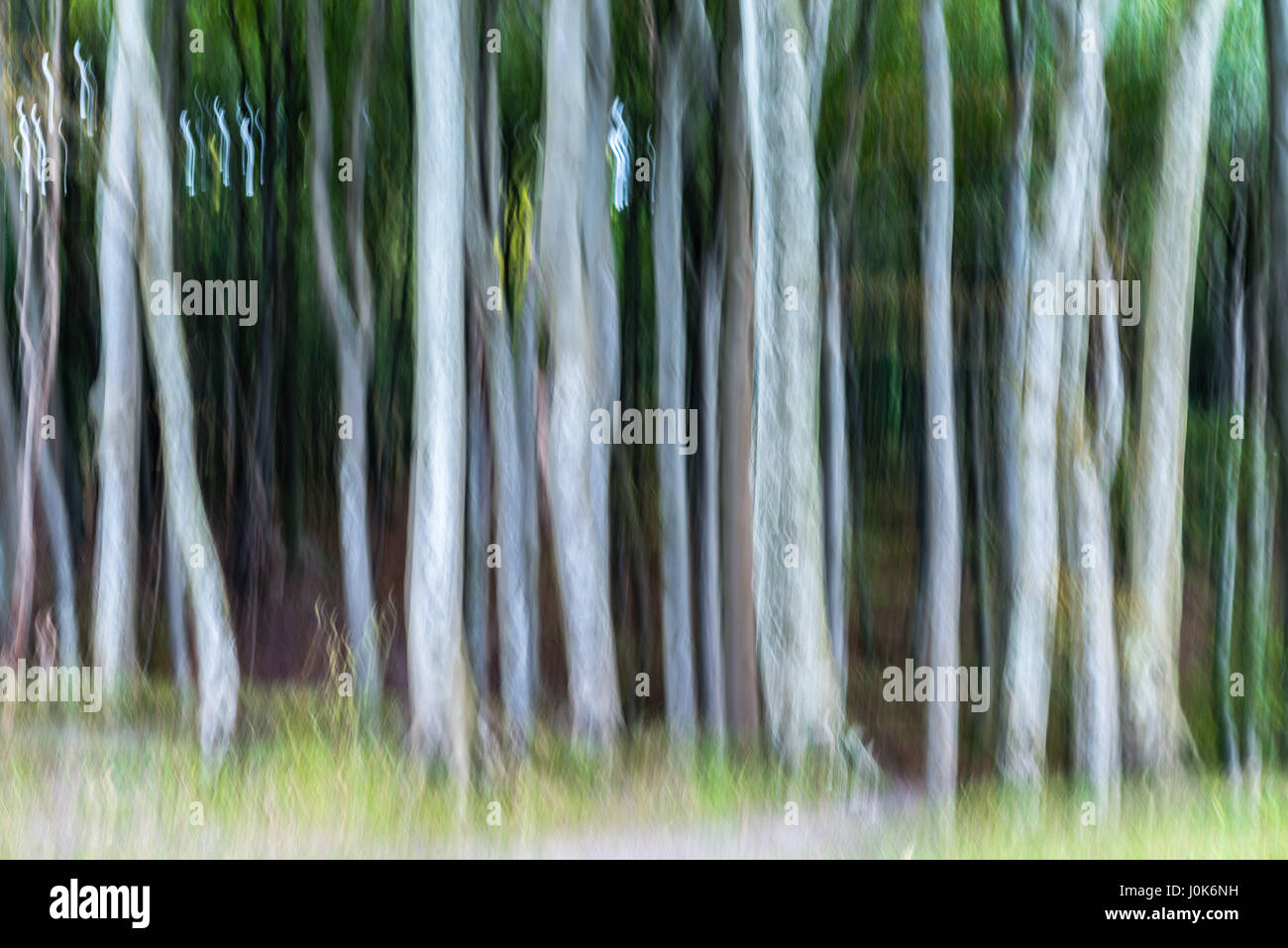 Dark, spooky wood of light tree trunks, blurred, island of Moen ...