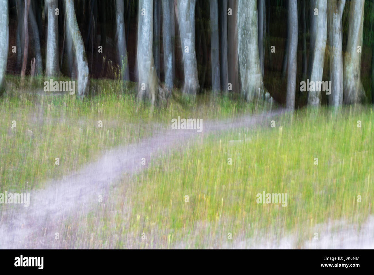 Dark, spooky wood of light tree trunks, blurred, island of Moen ...