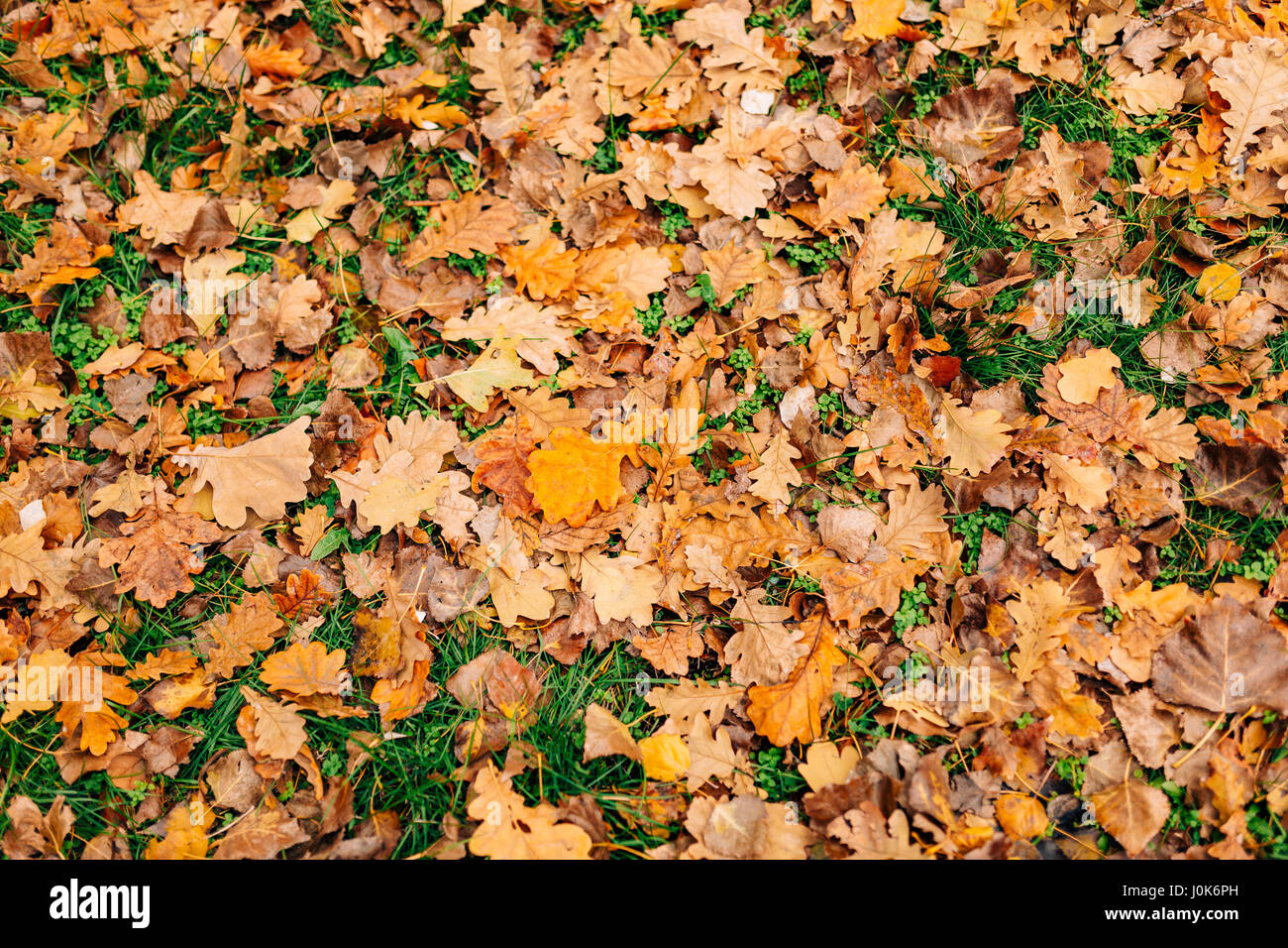 Texture of autumn leaves. Yellow oak leaf litter on the floor in the ...