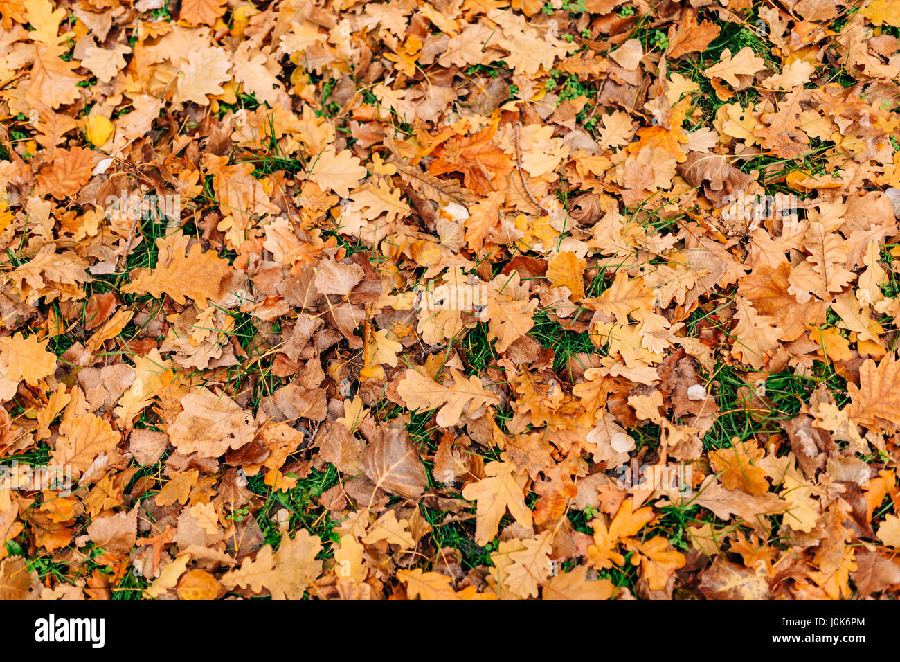 Texture of autumn leaves. Yellow oak leaf litter on the floor in the ...