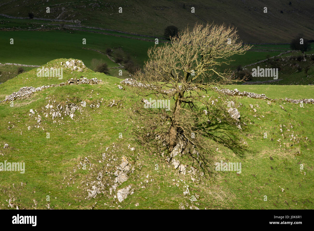 Bare Ash tree on a step hillside casting its shadow in the spring ...