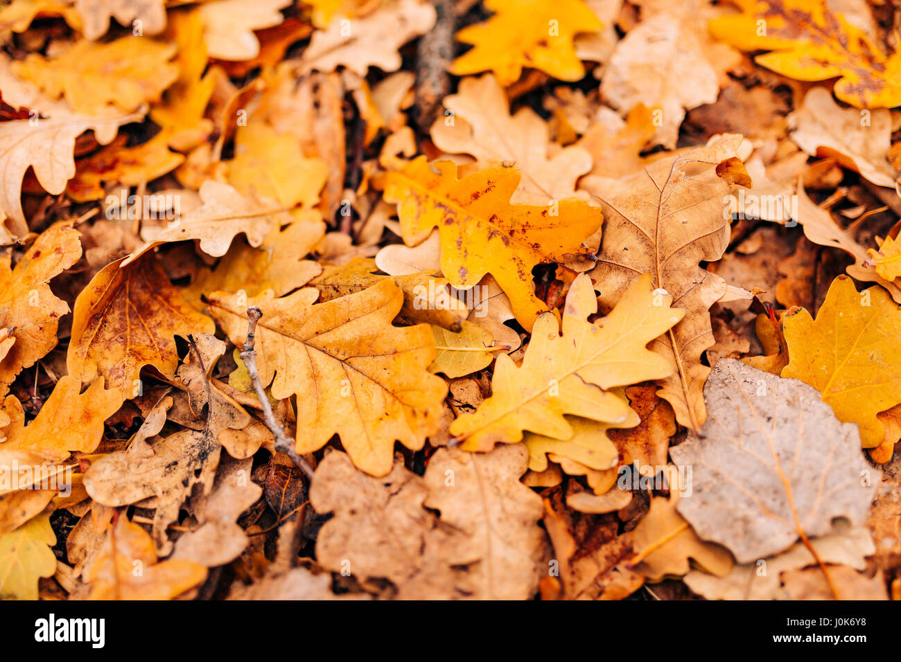 Texture of autumn leaves. Yellow oak leaf litter on the floor in the ...
