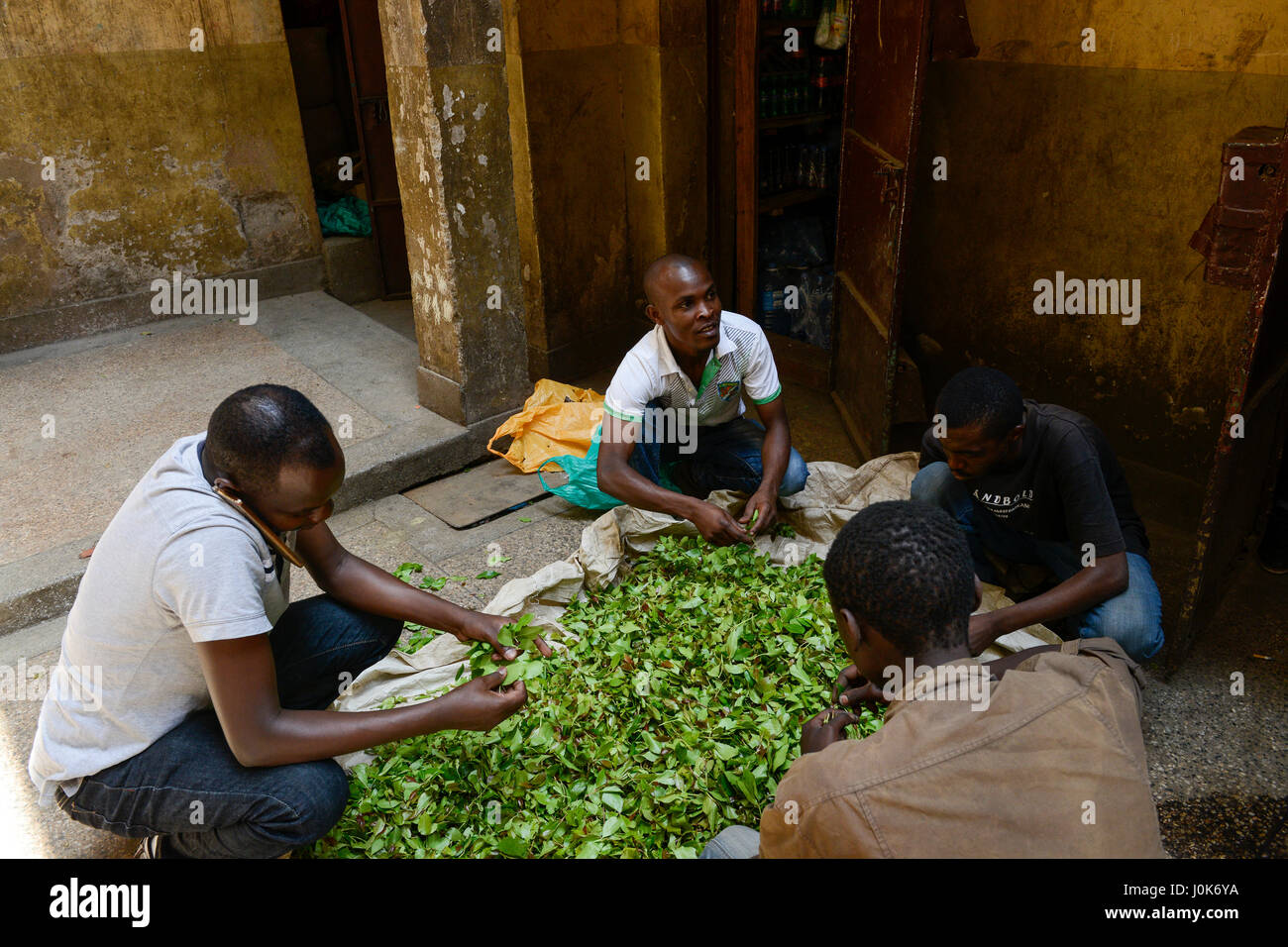 Khat leaf hi-res stock photography and images - Alamy