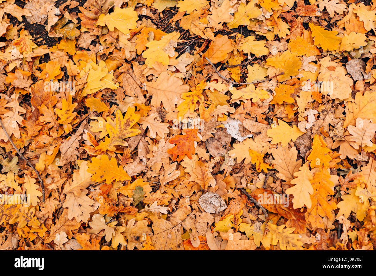 Texture of autumn leaves. Yellow oak leaf litter on the floor in the ...