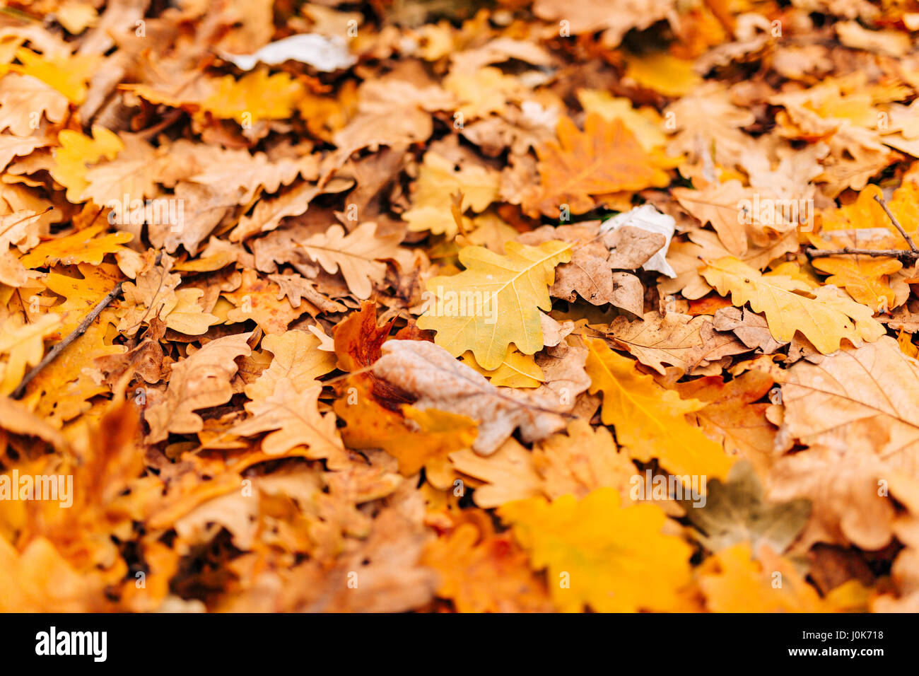 Texture of autumn leaves. Yellow oak leaf litter on the floor in the ...