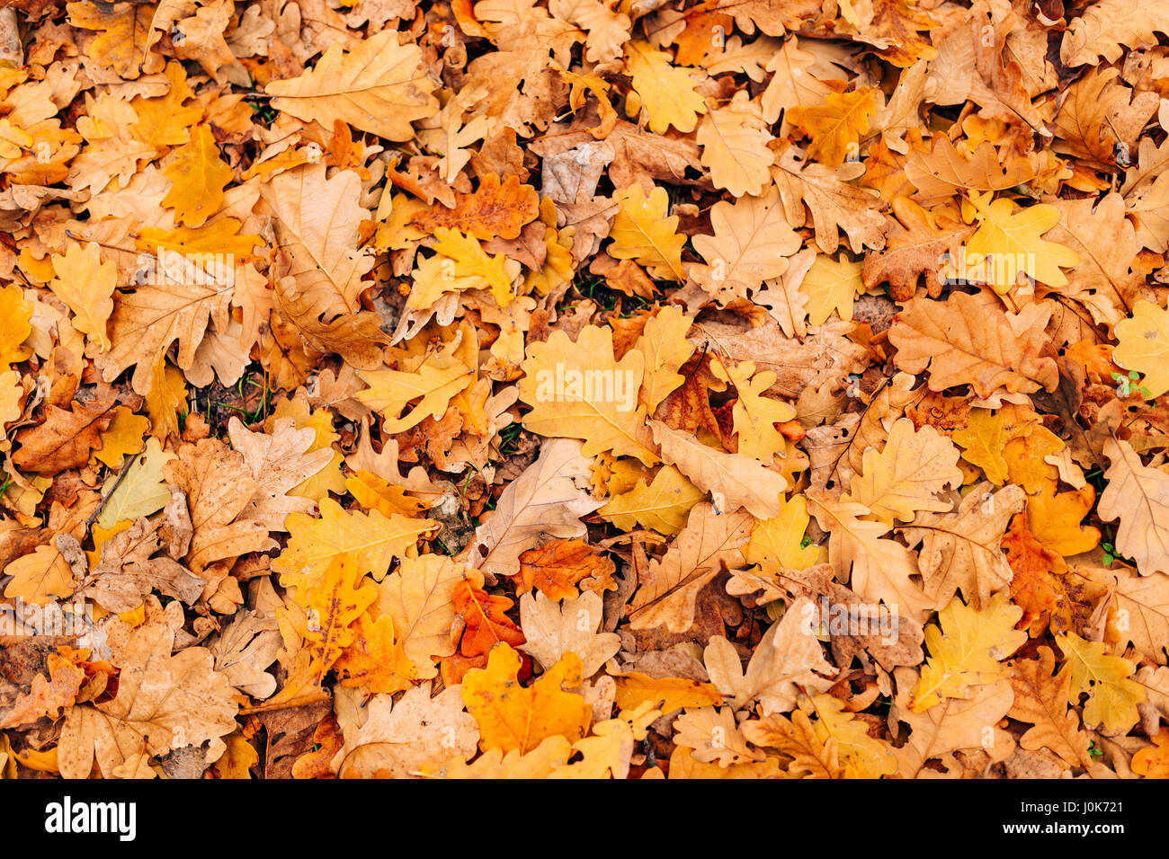 Texture of autumn leaves. Yellow oak leaf litter on the floor in the ...