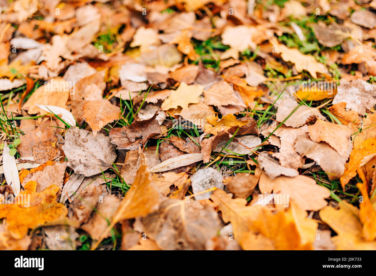 Texture of autumn leaves. Yellow oak leaf litter on the floor in the ...