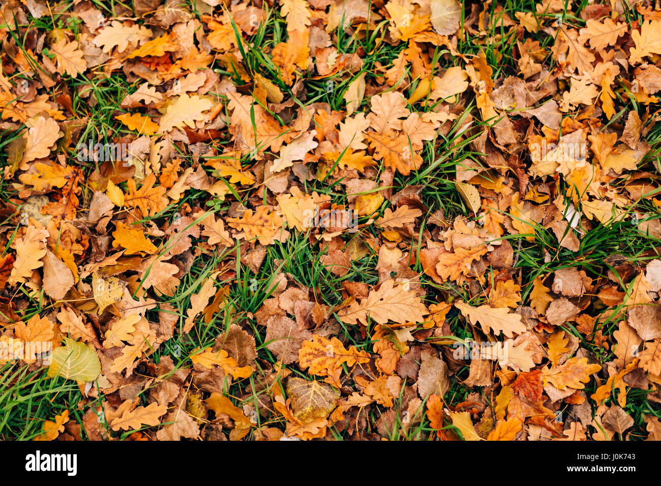 Texture of autumn leaves. Yellow oak leaf litter on the floor in the ...