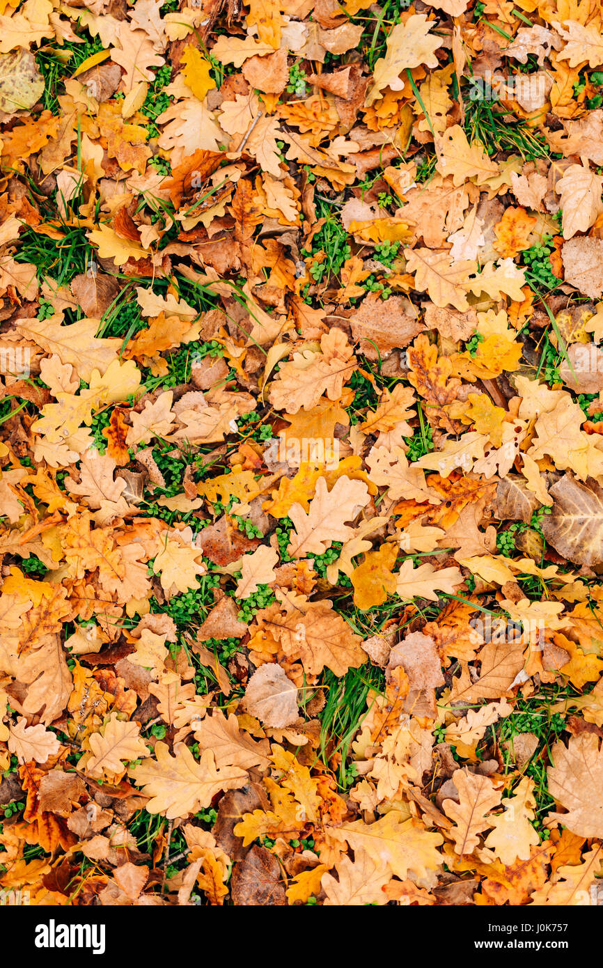 Texture of autumn leaves. Yellow oak leaf litter on the floor in the ...