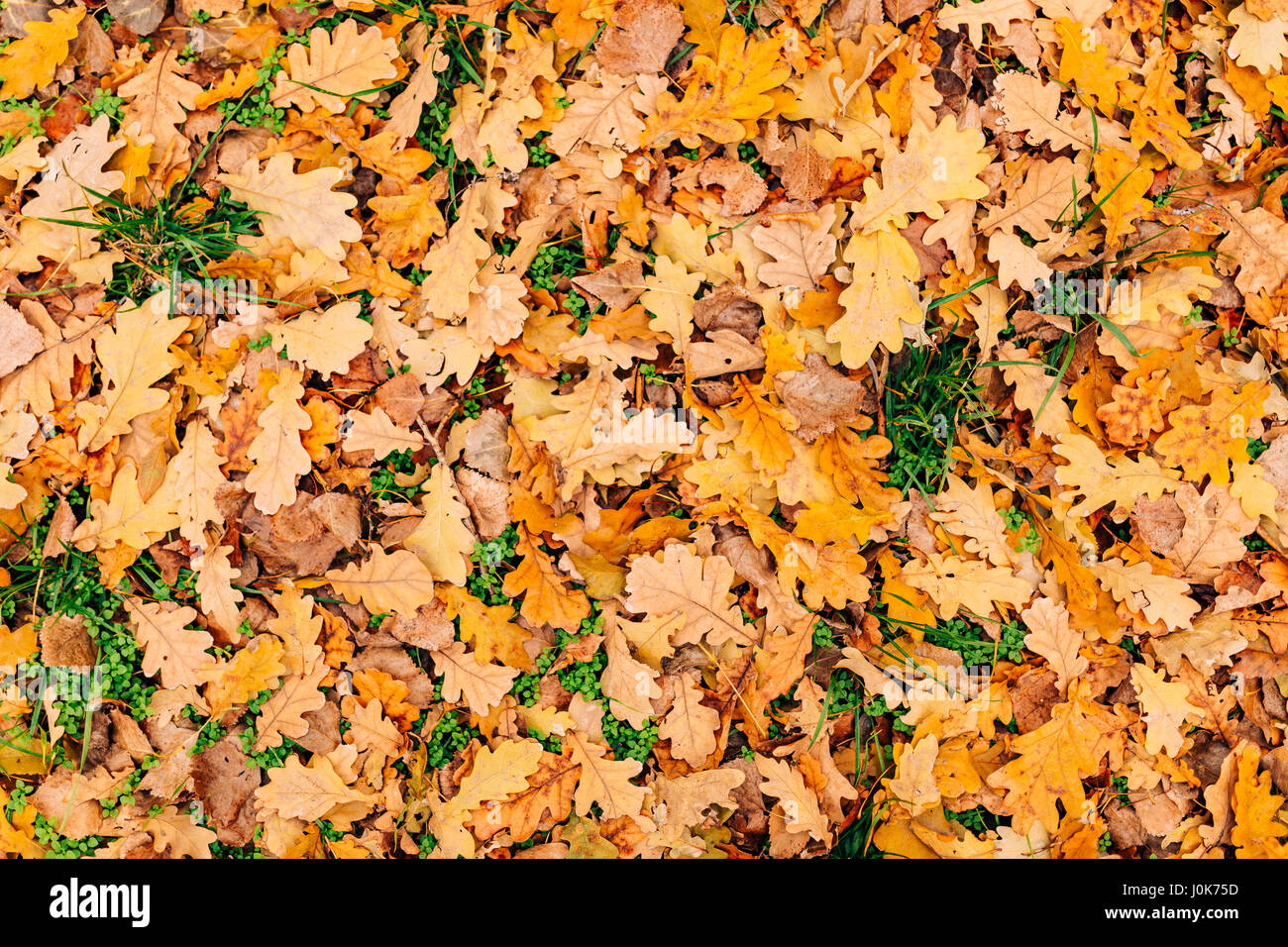 Texture of autumn leaves. Yellow oak leaf litter on the floor in the ...