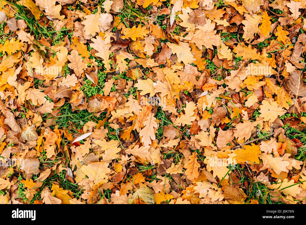 Texture of autumn leaves. Yellow oak leaf litter on the floor in the park or forest. fallen oak ...