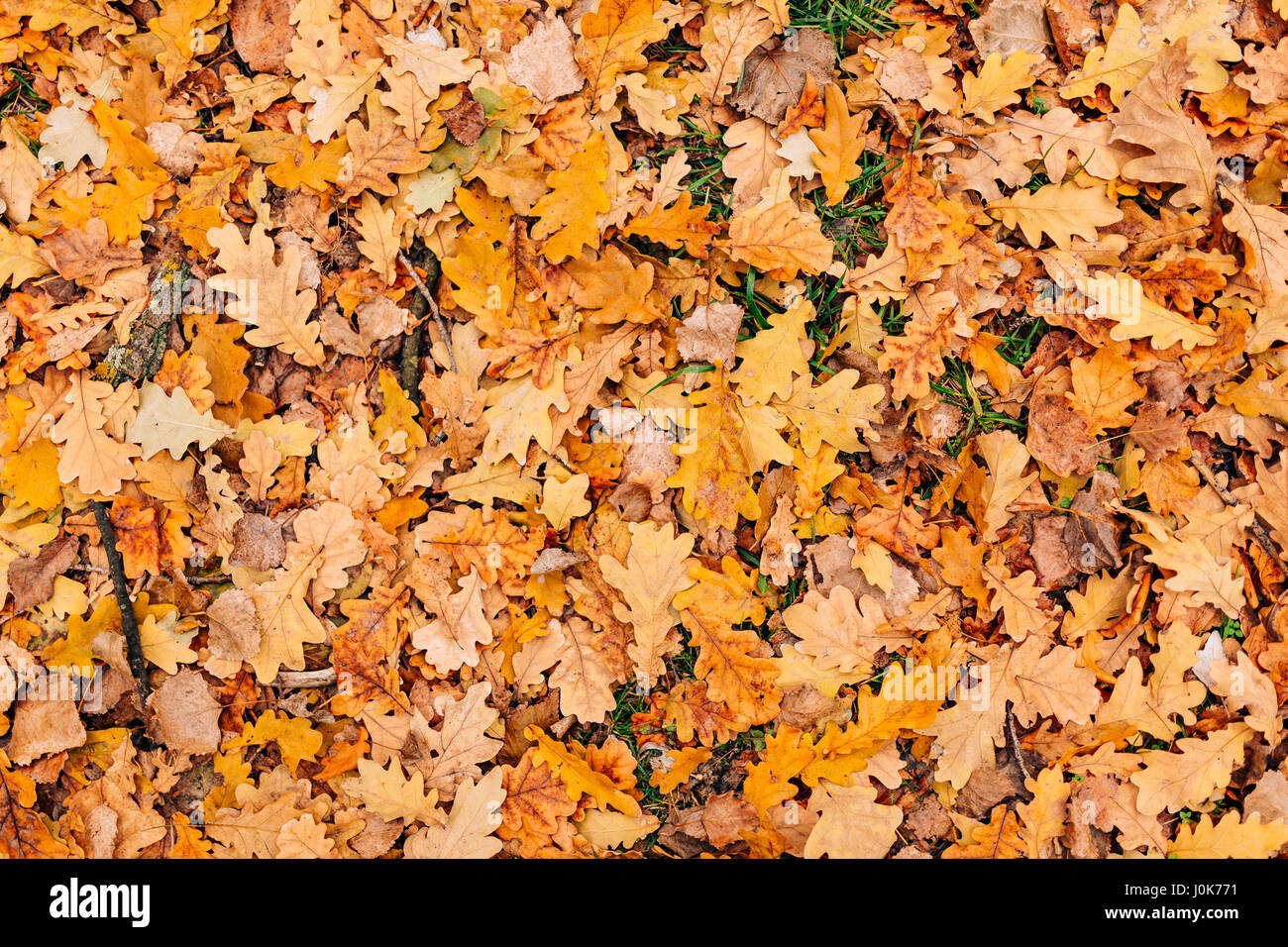 Texture of autumn leaves. Yellow oak leaf litter on the floor in the ...