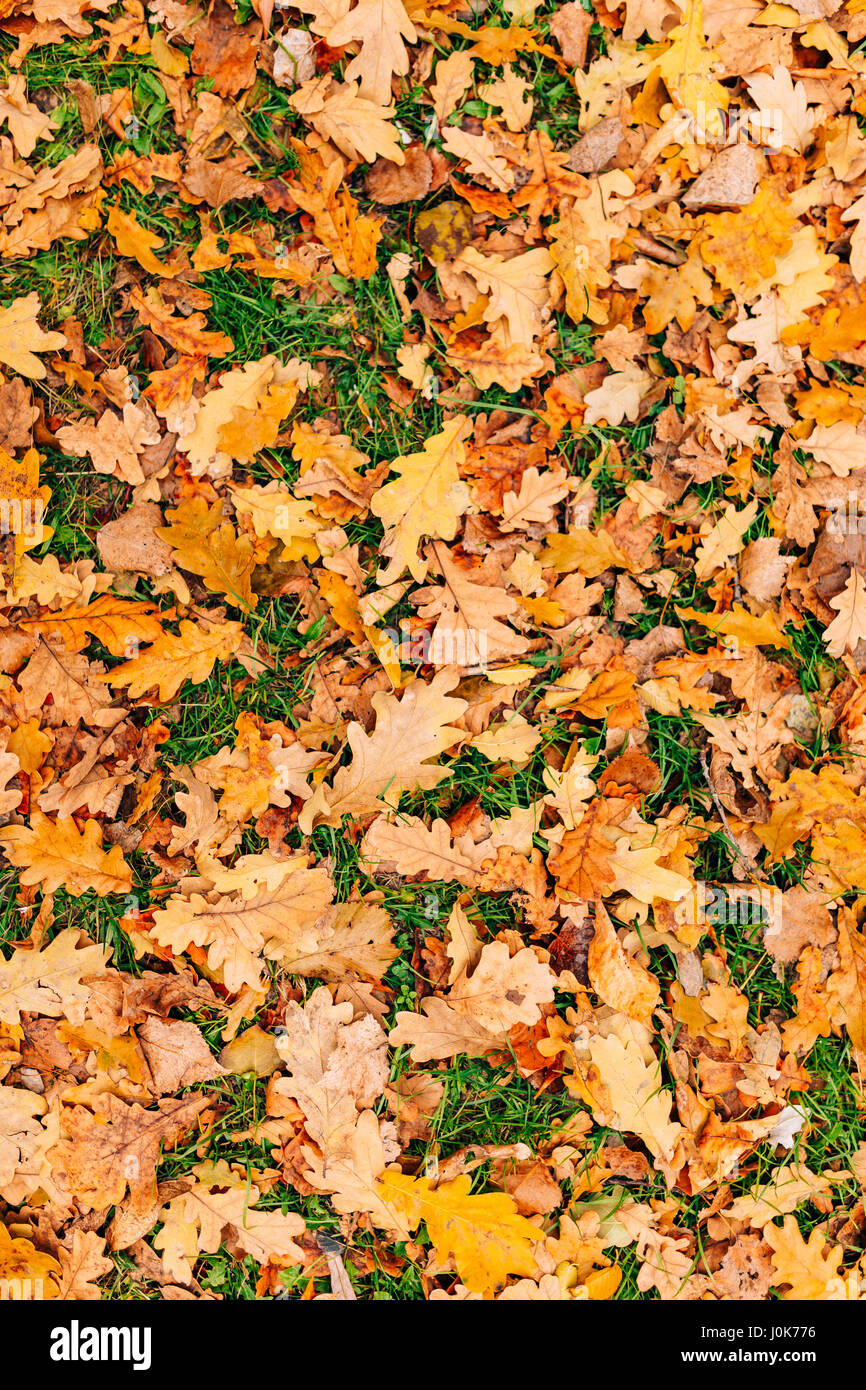 Texture of autumn leaves. Yellow oak leaf litter on the floor in the ...