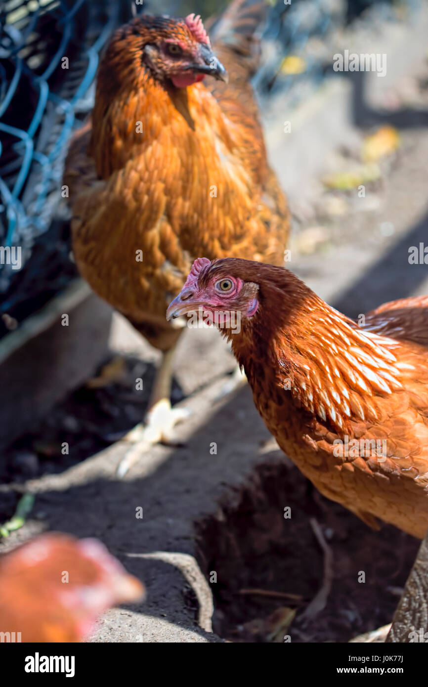 Red hen on organic farm Stock Photo - Alamy