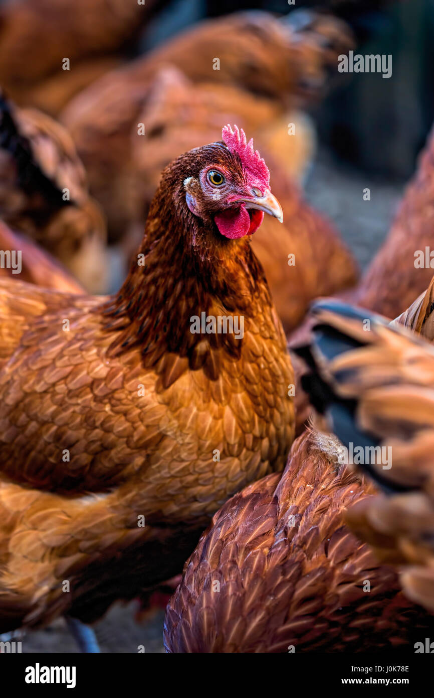 Red hen on organic farm Stock Photo - Alamy