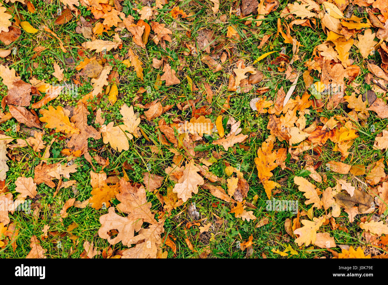 Texture of autumn leaves. Yellow oak leaf litter on the floor in the ...