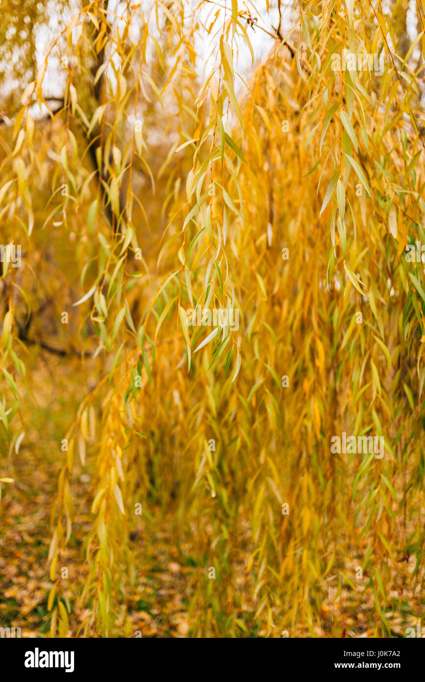 Yellow autumn leaves on a willow tree. Zaporozhye, park Oak Grove ...