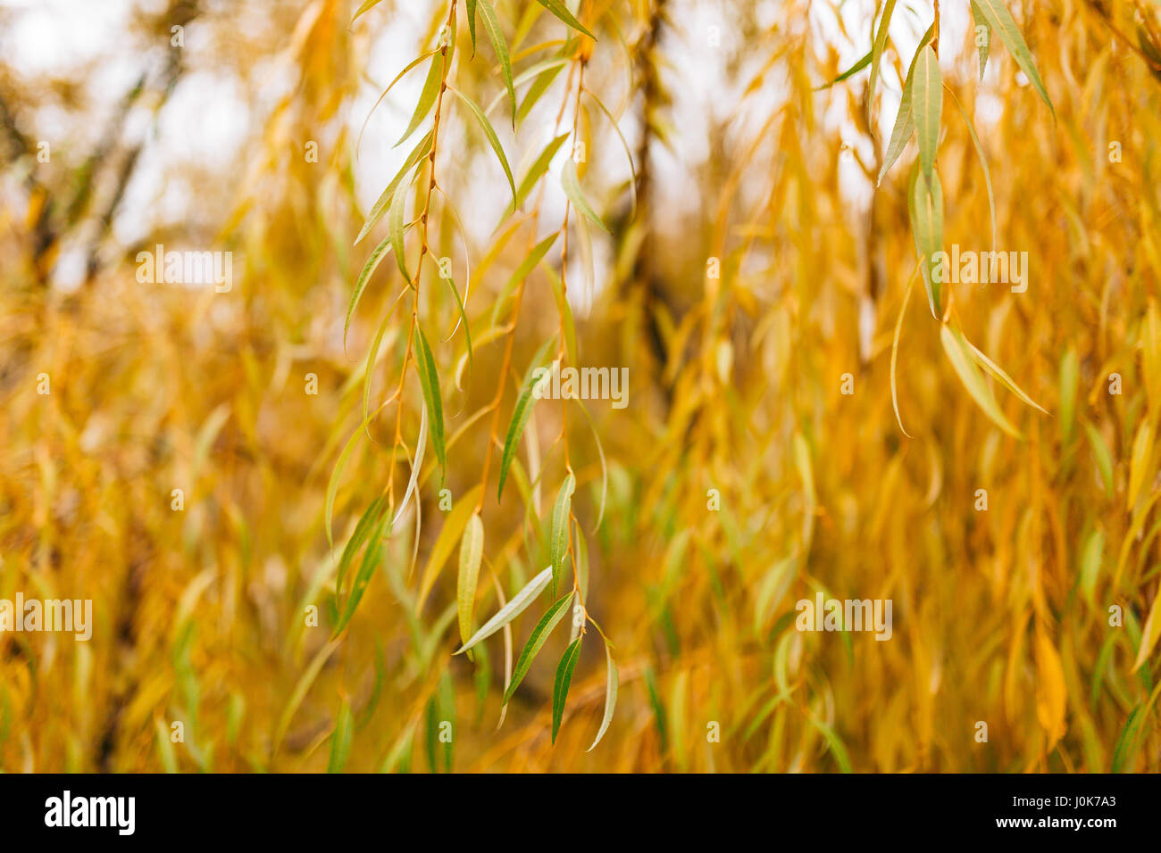 Yellow autumn leaves on a willow tree. Zaporozhye, park Oak Grove ...