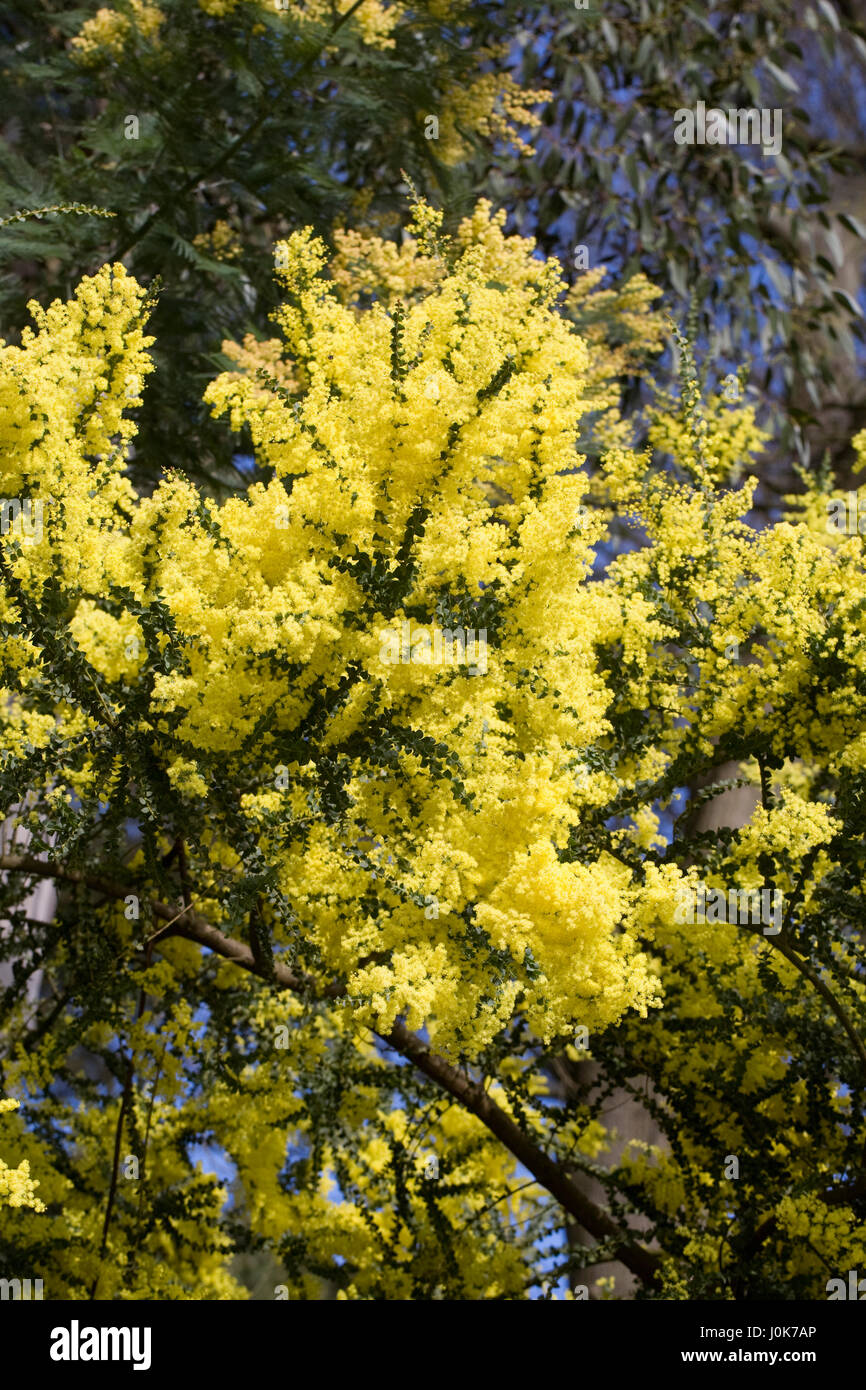 Acacia Pravissima High Resolution Stock Photography and Images - Alamy