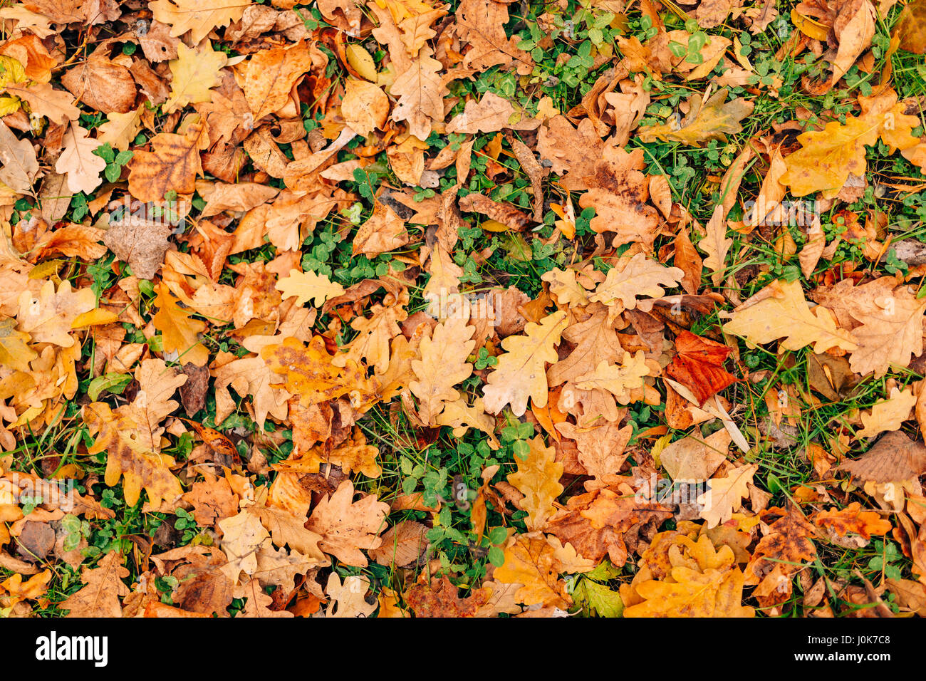 Texture of autumn leaves. Yellow oak leaf litter on the floor in the ...