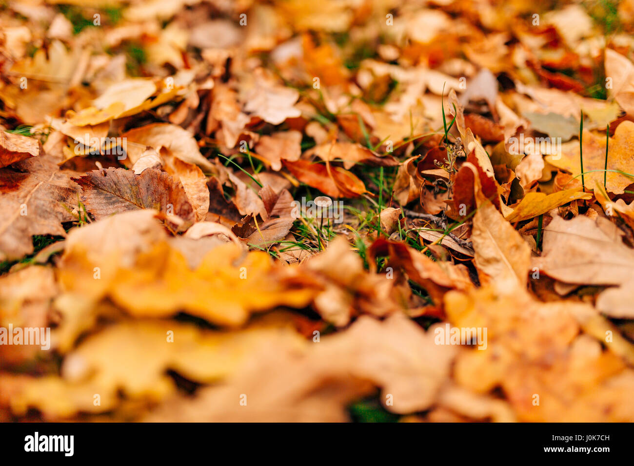 Texture of autumn leaves. Yellow oak leaf litter on the floor in the ...