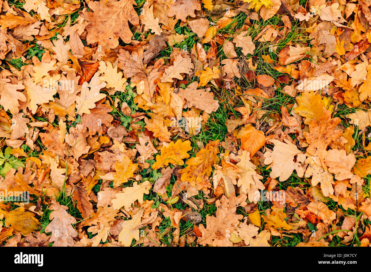 Texture of autumn leaves. Yellow oak leaf litter on the floor in the ...