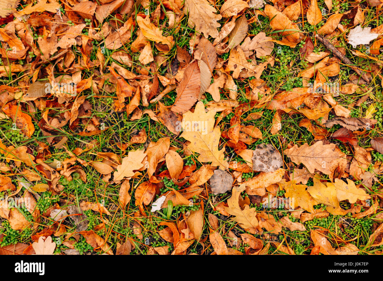 Texture of autumn leaves. Yellow oak leaf litter on the floor in the ...