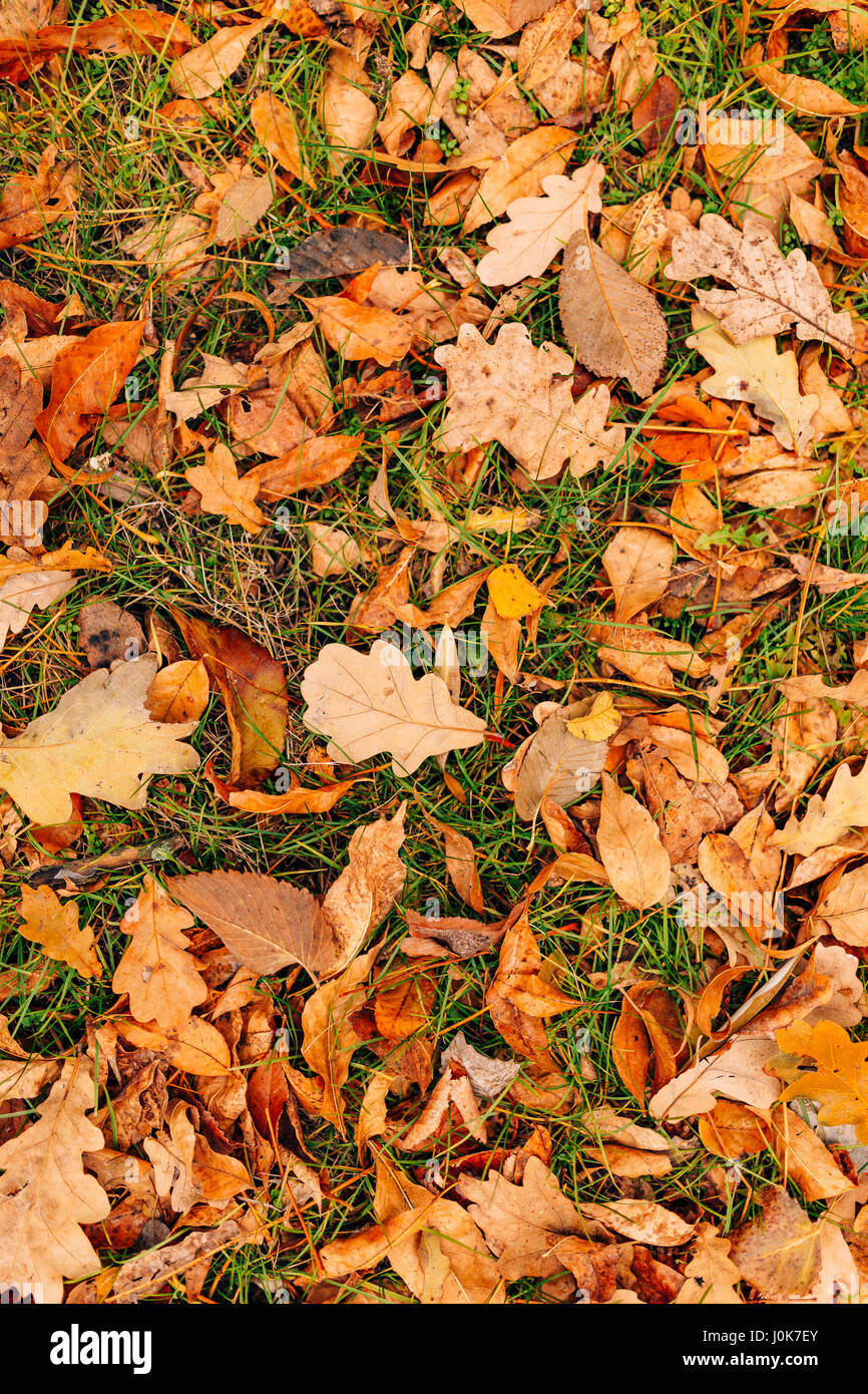 Texture of autumn leaves. Yellow oak leaf litter on the floor in the ...