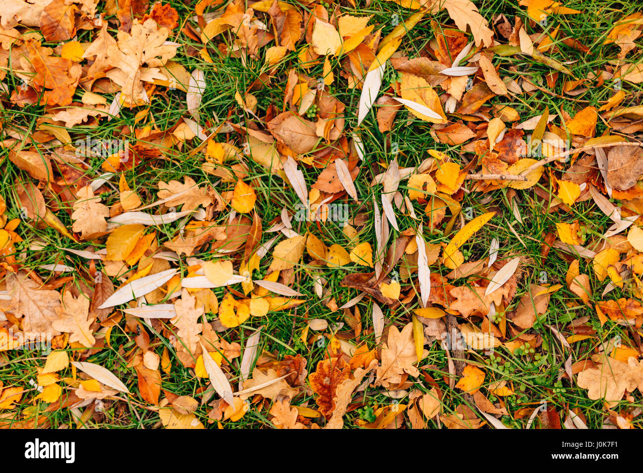 Texture of autumn leaves. Yellow oak leaf litter on the floor in the ...