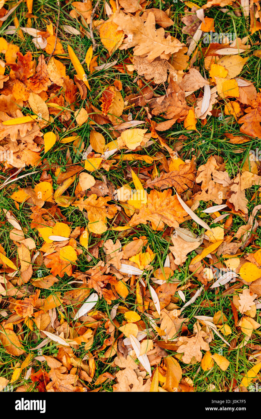 Texture of autumn leaves. Yellow oak leaf litter on the floor in the ...