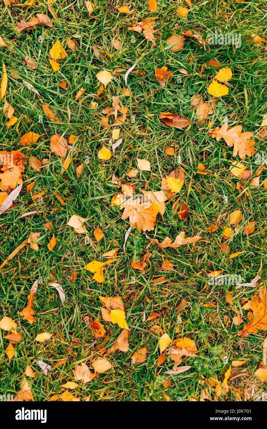 Texture of autumn leaves. Yellow oak leaf litter on the floor in the ...