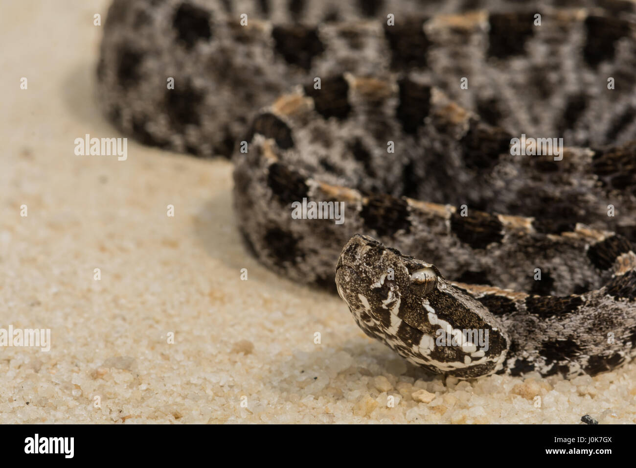 A close up of a Pygmy Rattlesnake at Apalachicola National Forest in ...