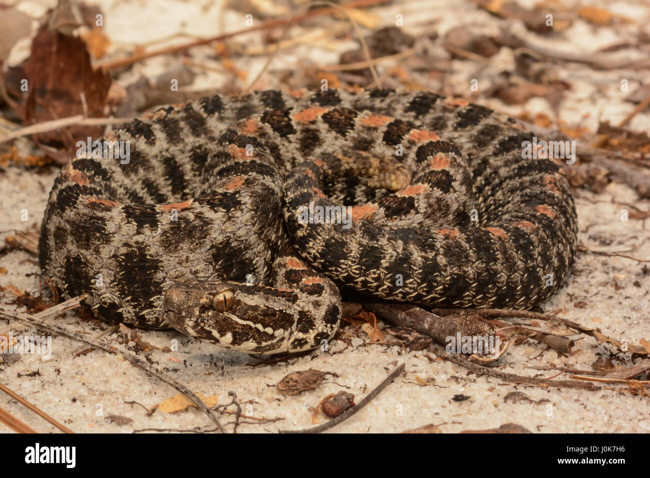 A close up of a Pygmy Rattlesnake at Apalachicola National Forest in ...