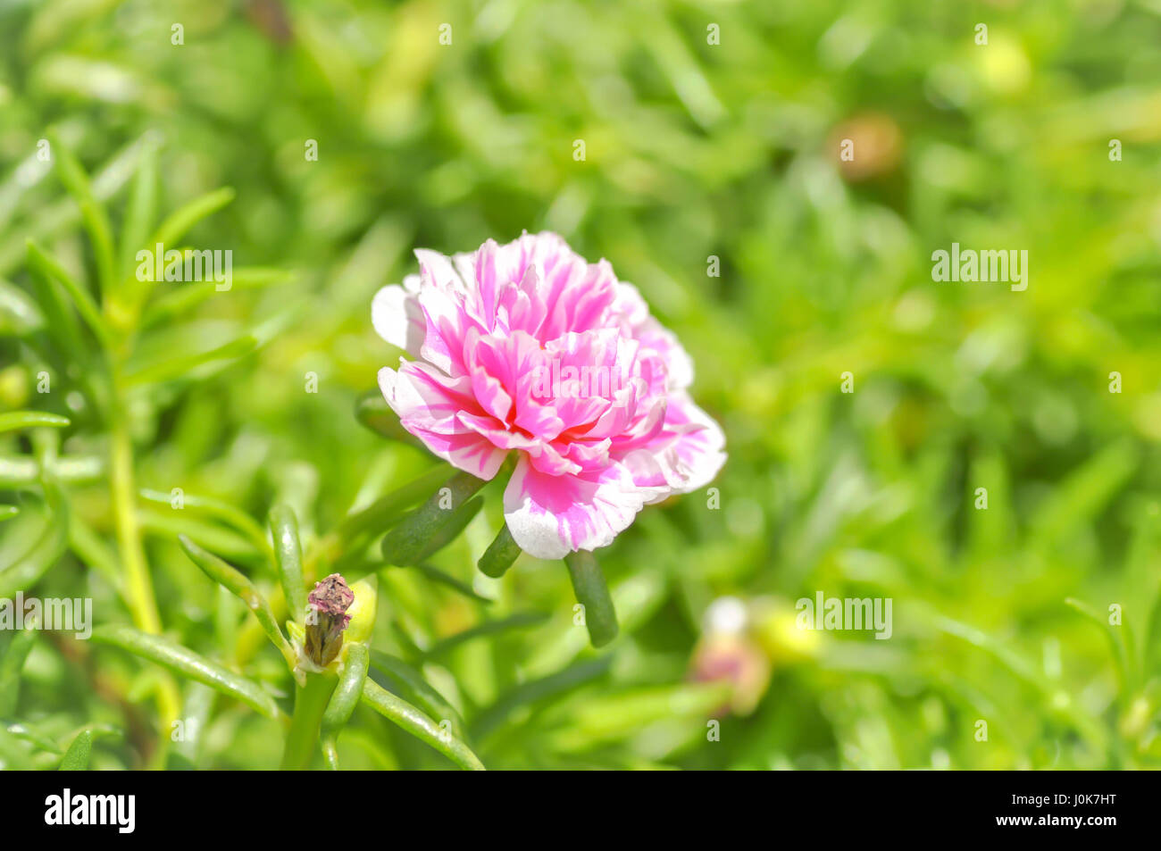 Common Purslane Verdolaga or Pusley flower in the garden Stock Photo ...