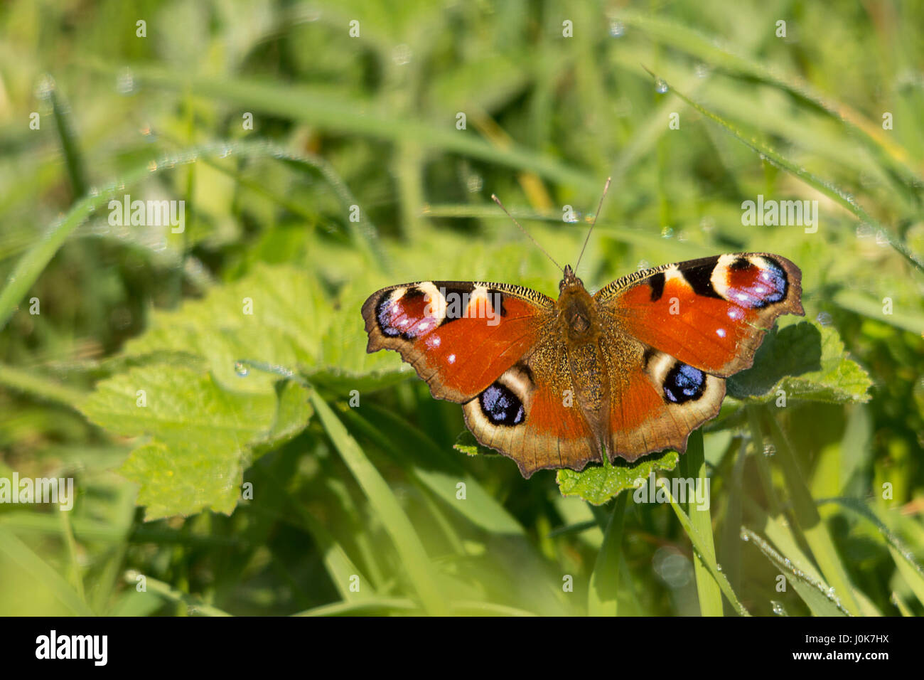 Peacock butterfly displaying maroon upper wings with bold eye markings ...