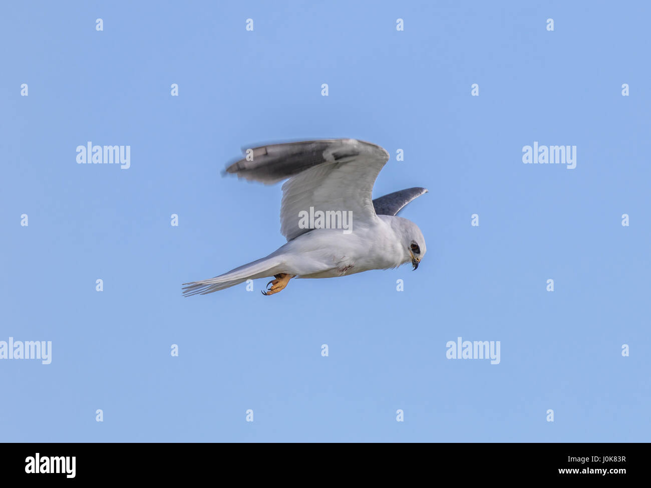 Elanus Leucurus High Resolution Stock Photography and Images - Alamy