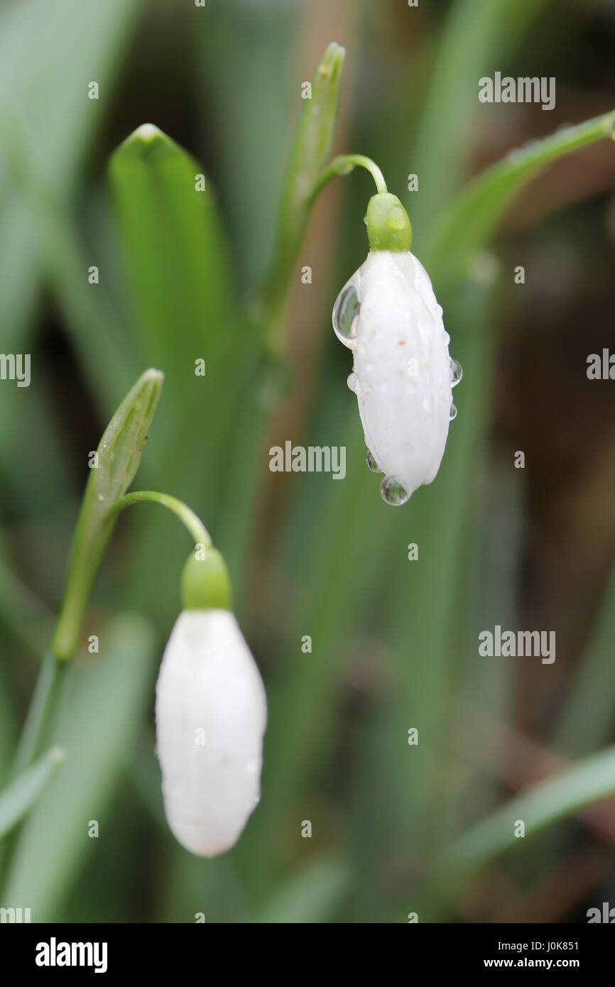Two snowdrops just after rain Stock Photo - Alamy