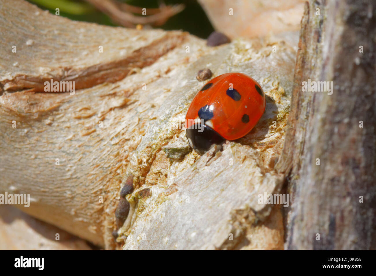 A ladybird resting on a log Stock Photo - Alamy