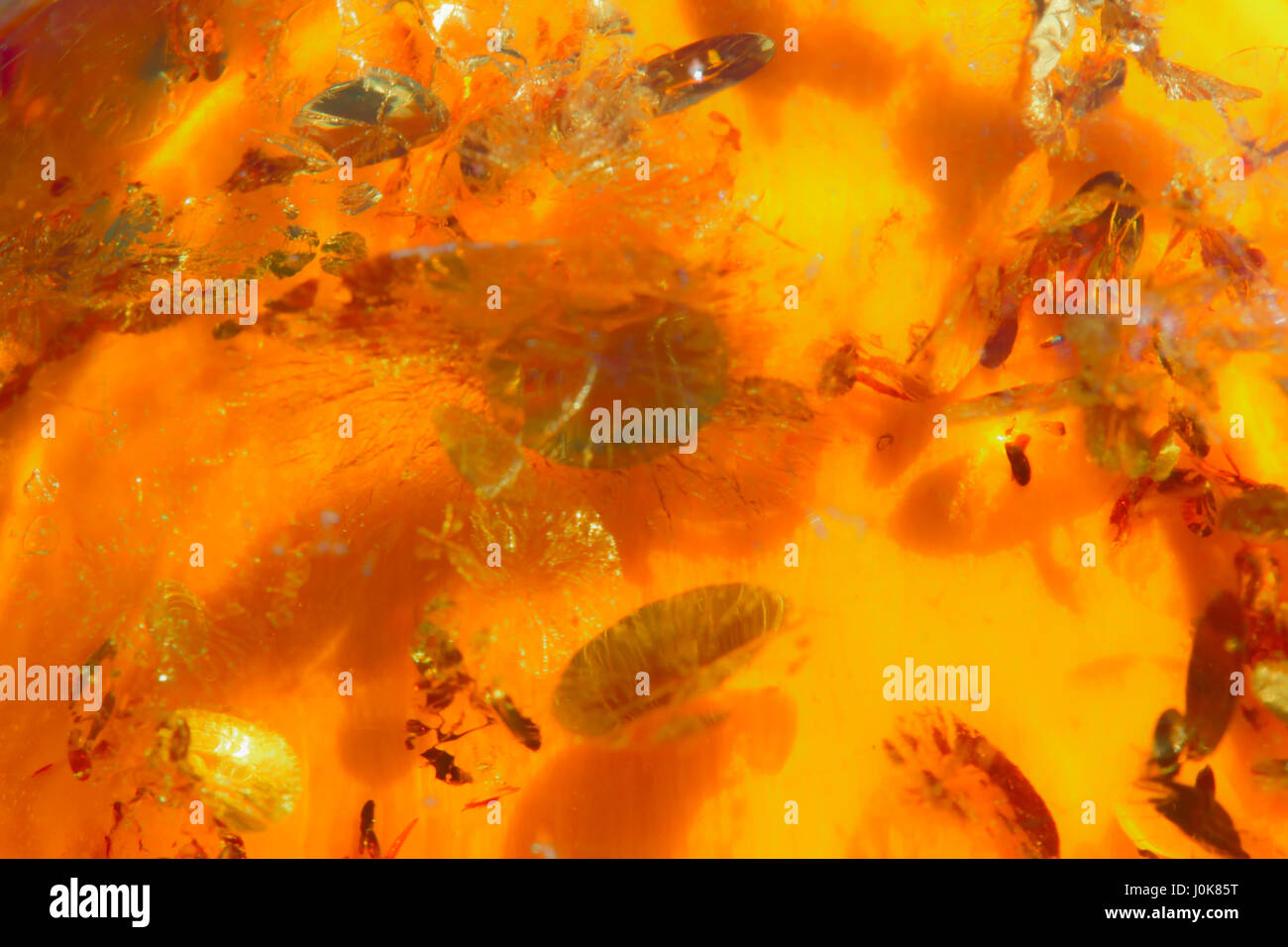 Amber inclusions hi-res stock photography and images - Alamy
