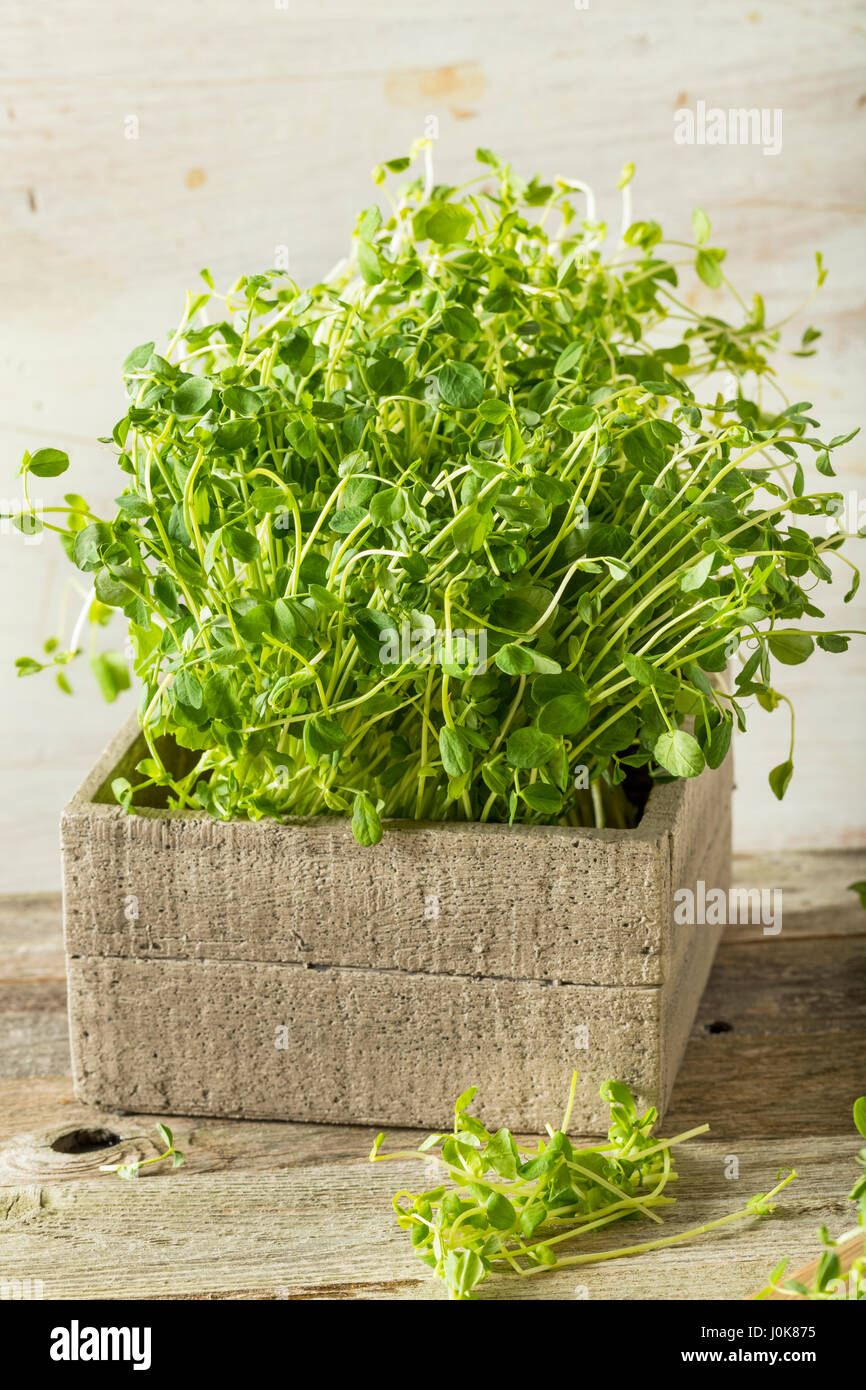 Healthy organic food pea hi-res stock photography and images - Alamy