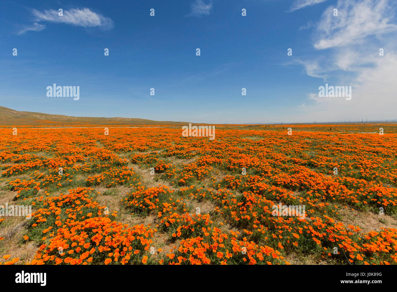 Lancaster poppy reserve hi-res stock photography and images - Alamy