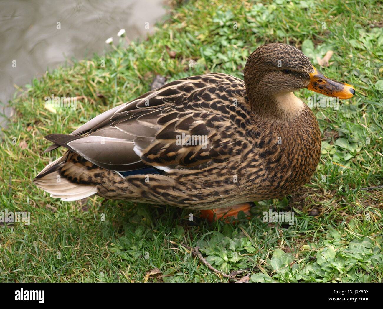 Game species duck hi-res stock photography and images - Alamy