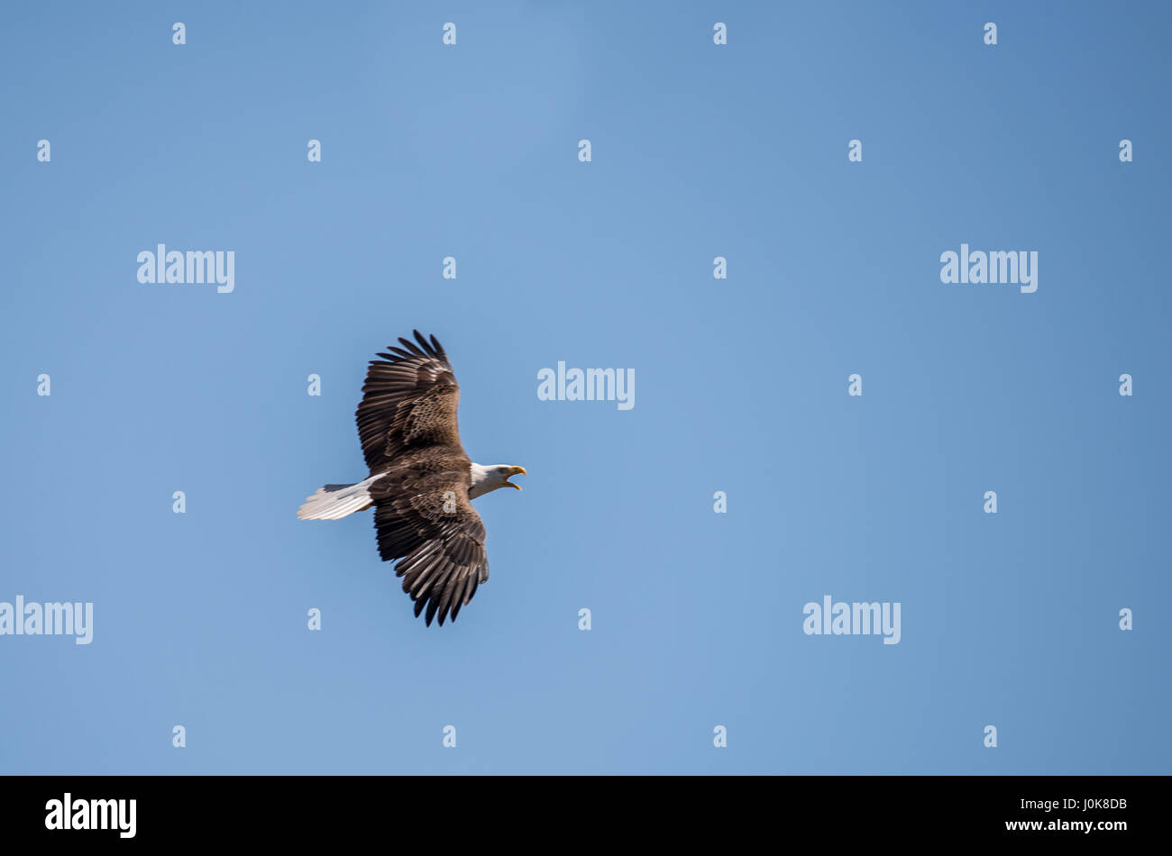 Bird in screeching flight hi-res stock photography and images - Alamy