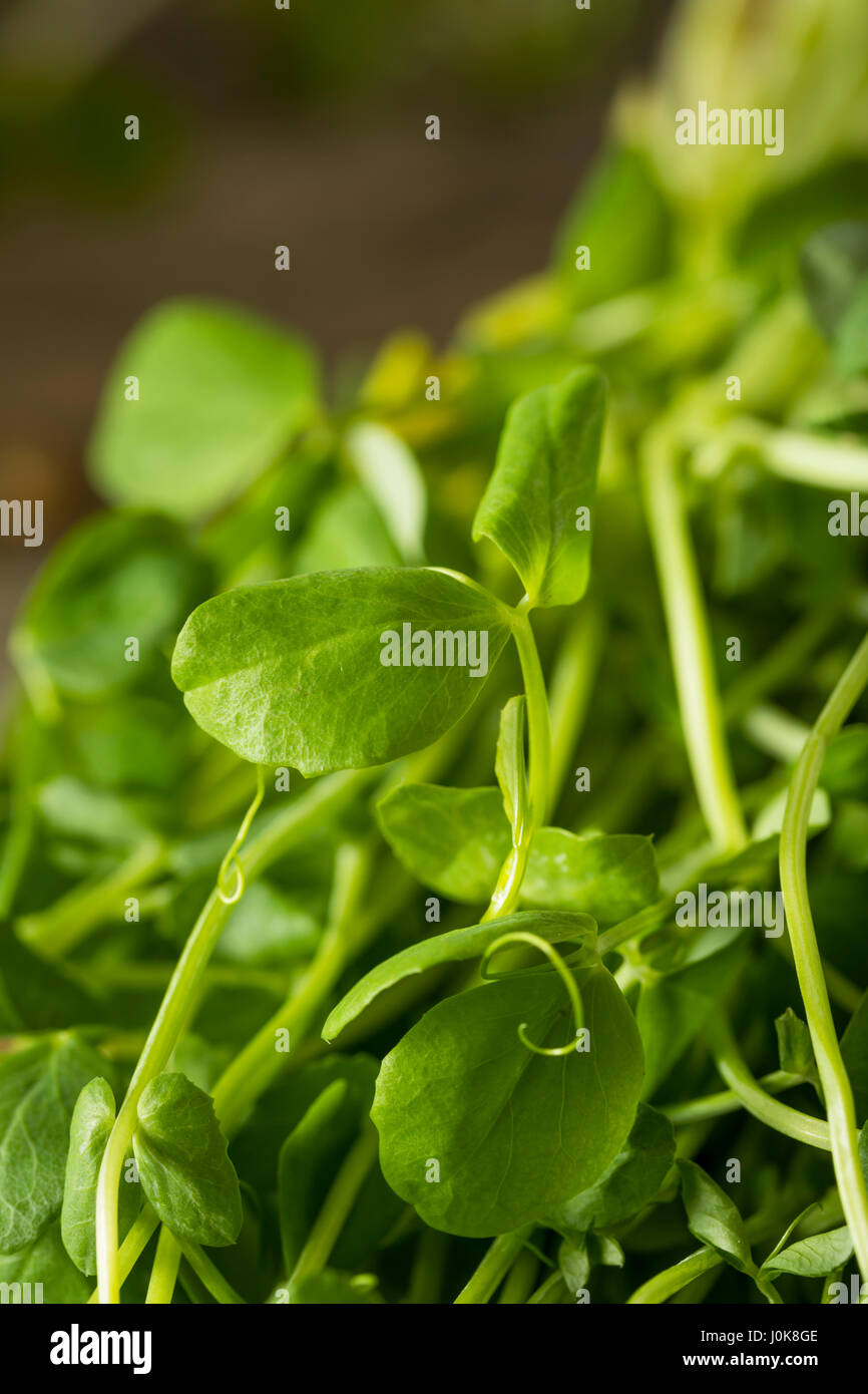 Organic Raw Green Pea Shoots Ready to Eat Stock Photo - Alamy