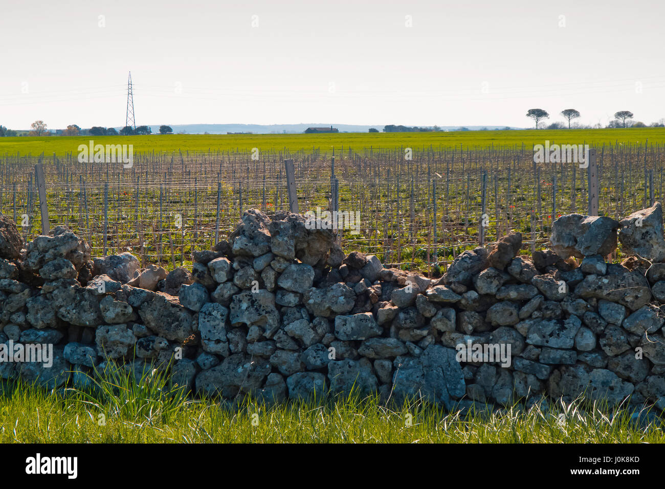 Vineyard growing in climate spring of Puglia Stock Photo - Alamy