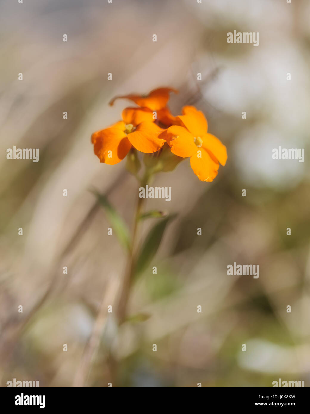 Tiny orange flower with focused petals Stock Photo - Alamy