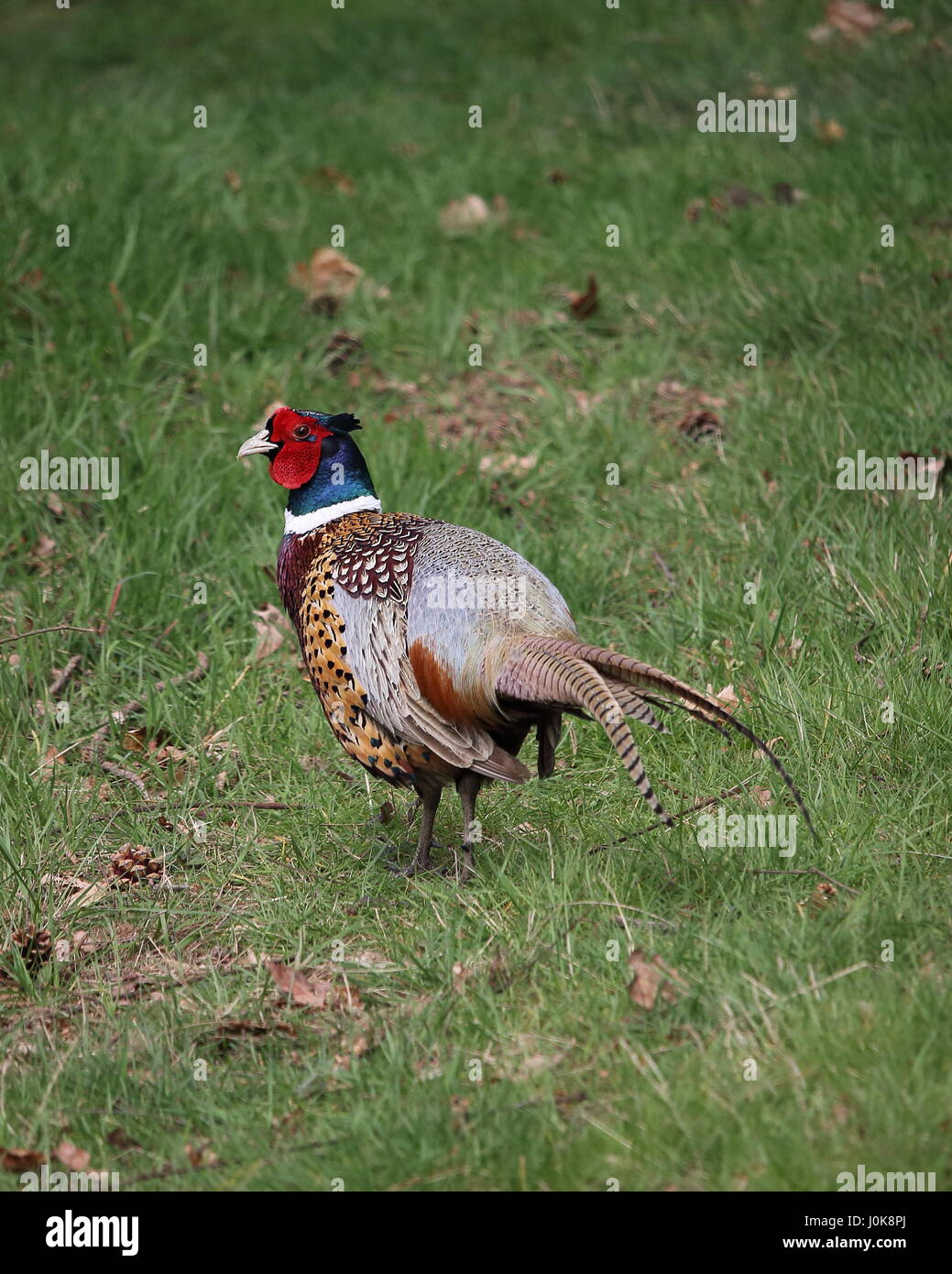 Free roaming pheasant hi-res stock photography and images - Alamy