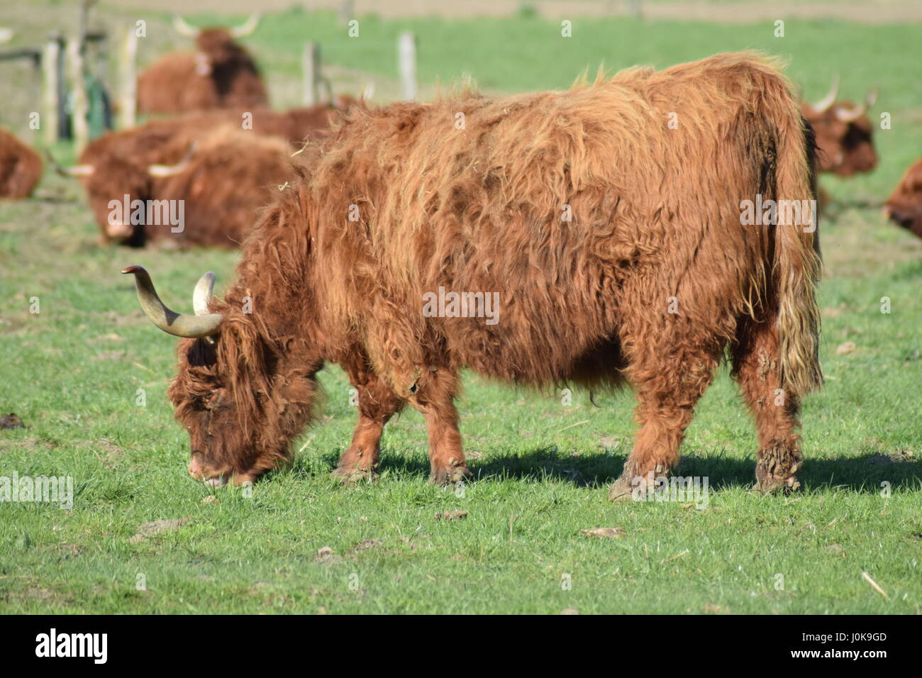 Scottish highland cattle grazing in Ishøj Dyrepark Denmark Stock Photo ...