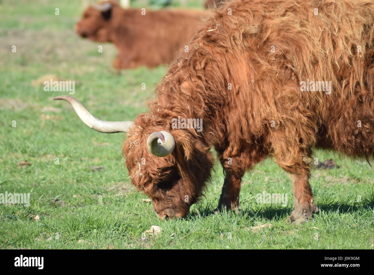 Scottish highland cattle grazing in Ishøj Dyrepark Denmark Stock Photo ...